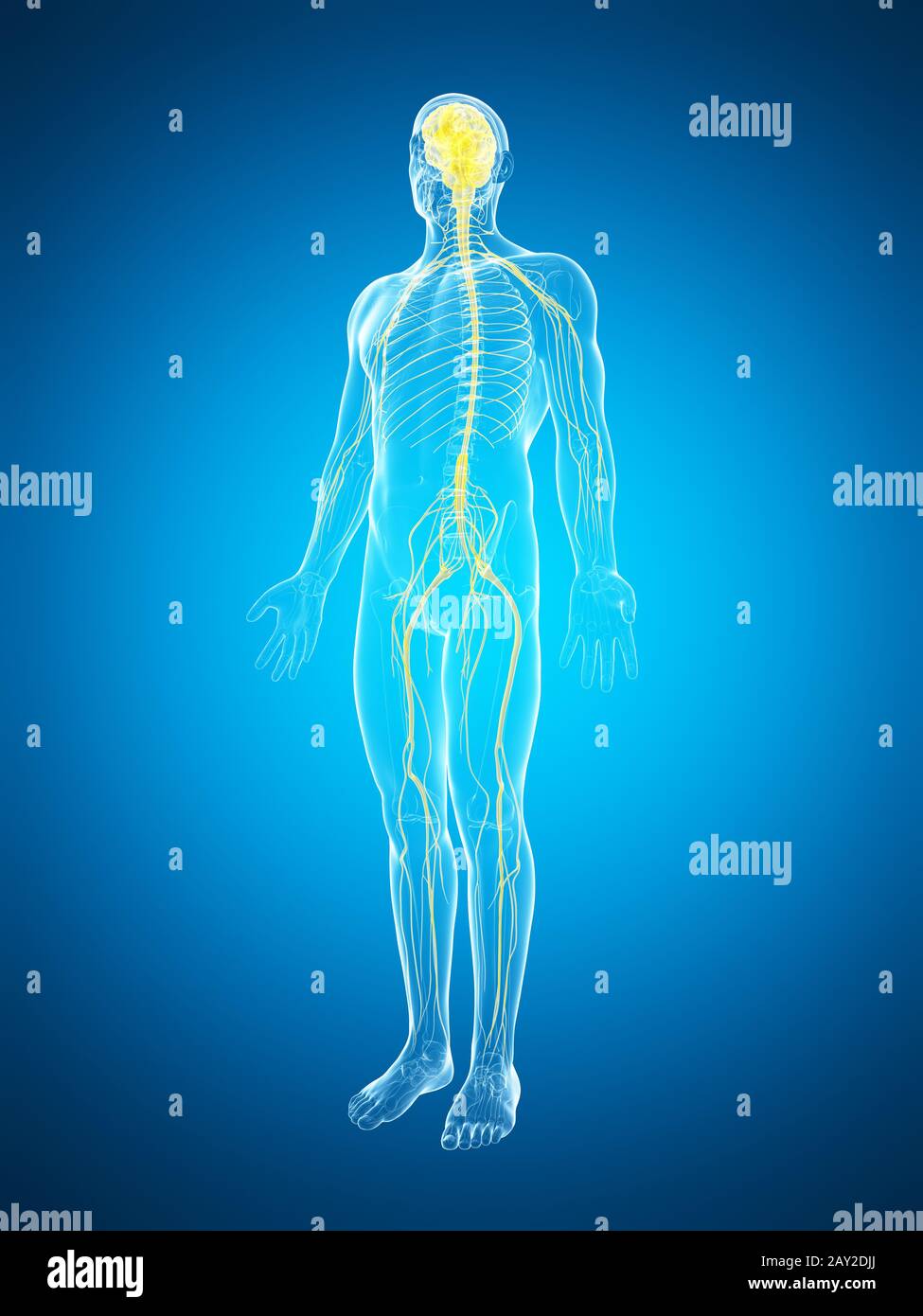 3d rendered illustration of the male nerve system Stock Photo - Alamy
