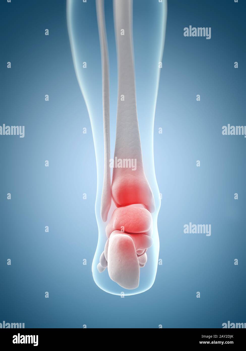 3d ankle joint hi-res stock photography and images - Alamy