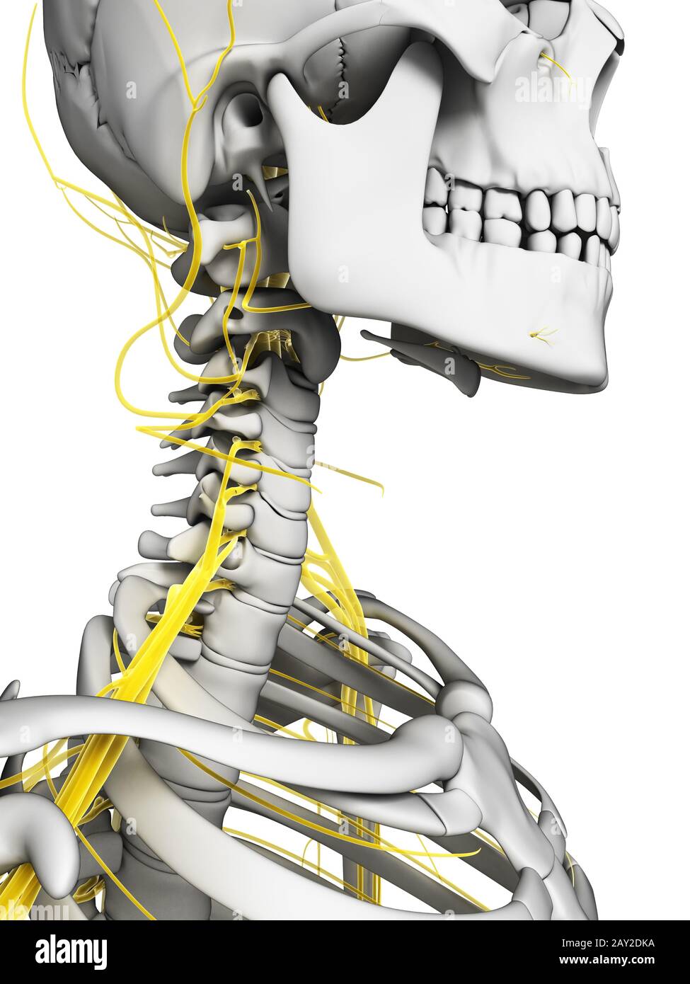 3d rendered illustration - nerves and skeleton Stock Photo - Alamy