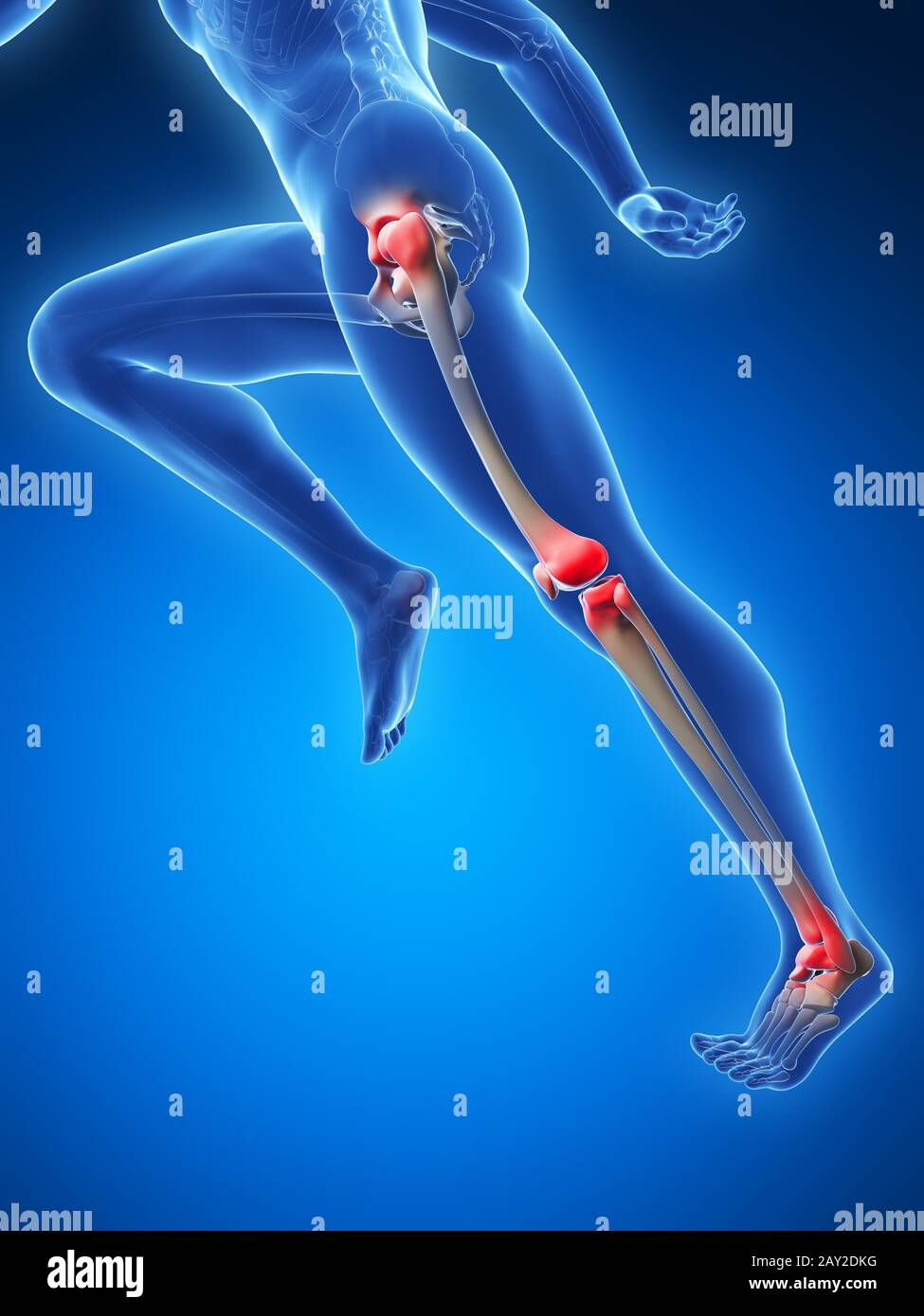 3d rendered illustration - painful runner joints Stock Photo - Alamy