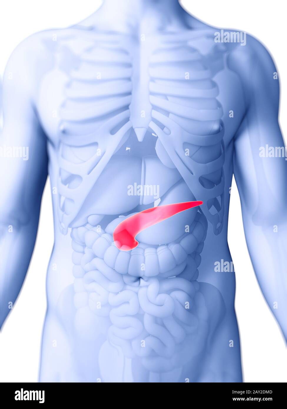 Pancreas 3d hi-res stock photography and images - Alamy
