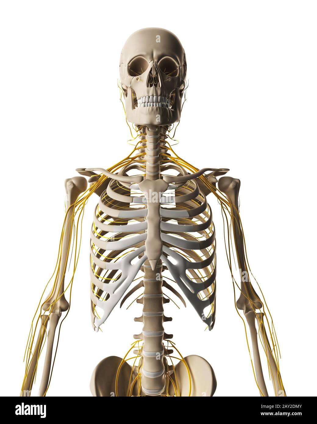 3d rendered illustration - male nerve system Stock Photo - Alamy