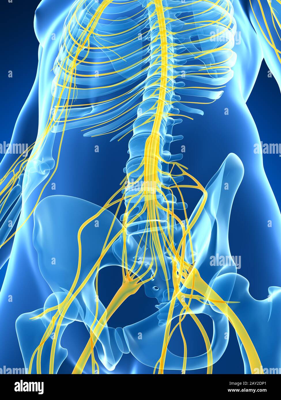 3d rendered illustration of the male nerve system Stock Photo - Alamy