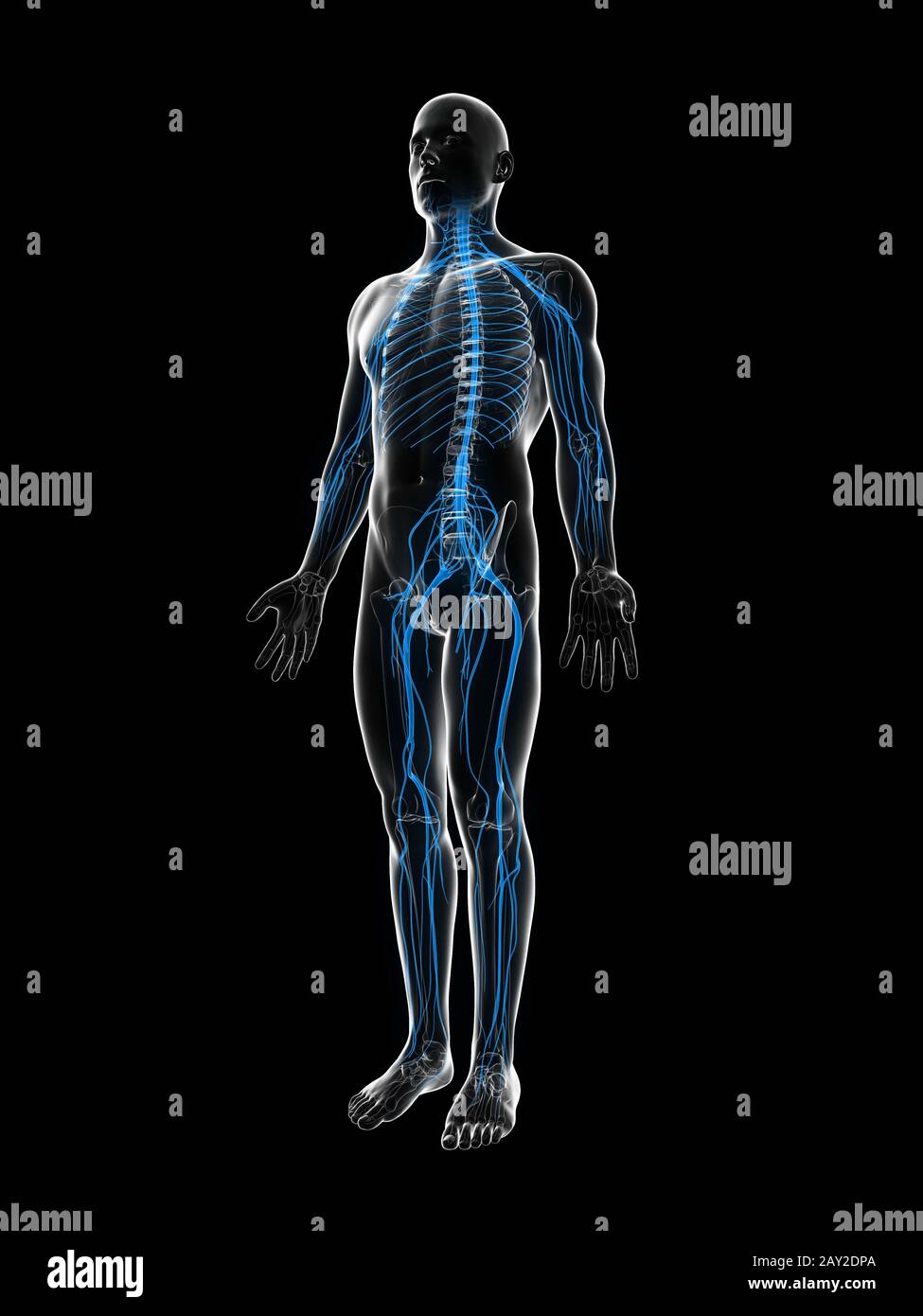 3d rendered illustration of the male nerve system Stock Photo - Alamy