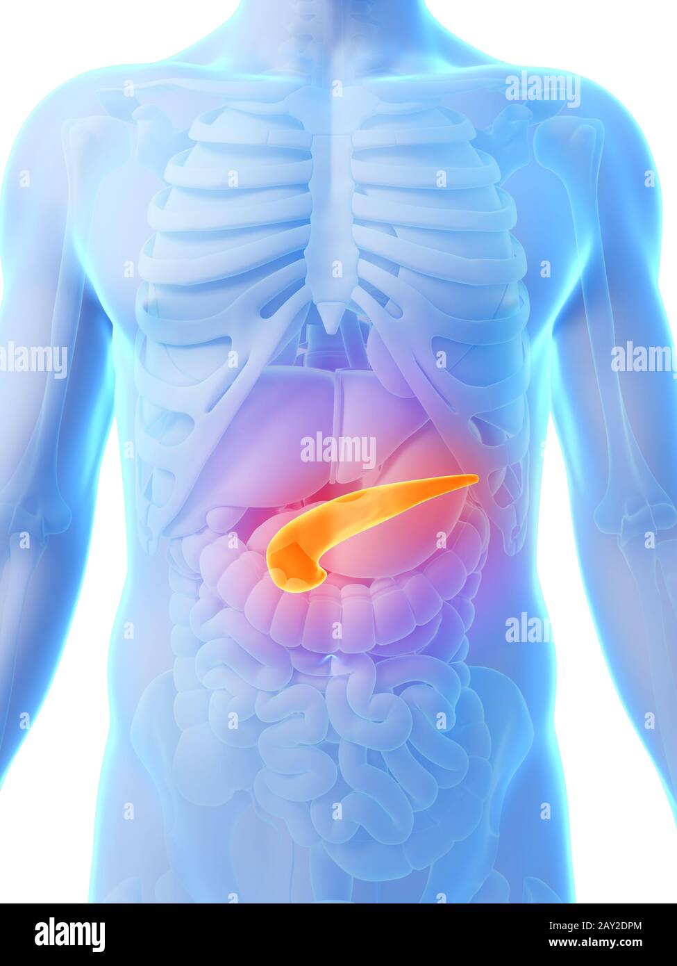 Cross section of pancreas hi-res stock photography and images - Alamy