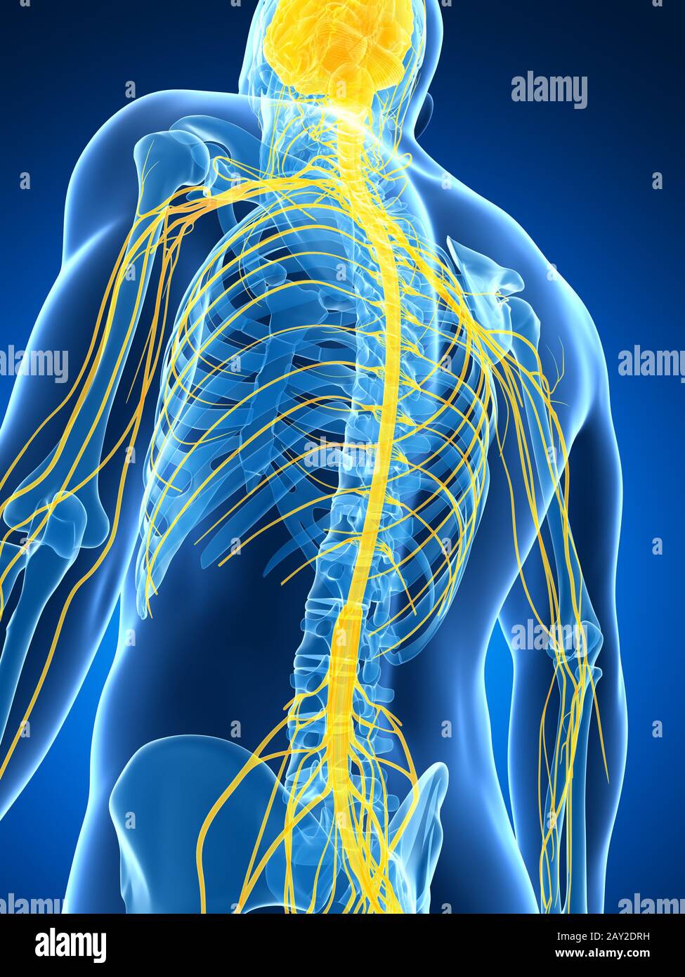 3d rendered illustration of the male nerve system Stock Photo - Alamy