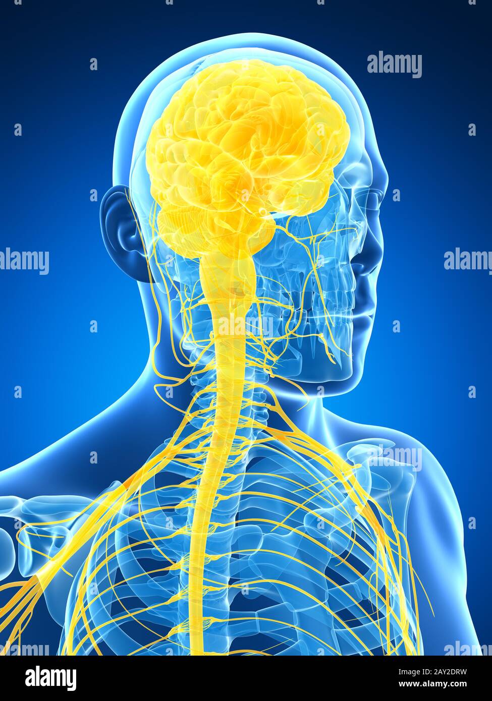 3d rendered illustration of the male nerve system Stock Photo - Alamy