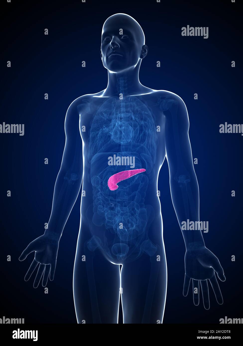 3d rendered illustration of the male pancreas Stock Photo - Alamy