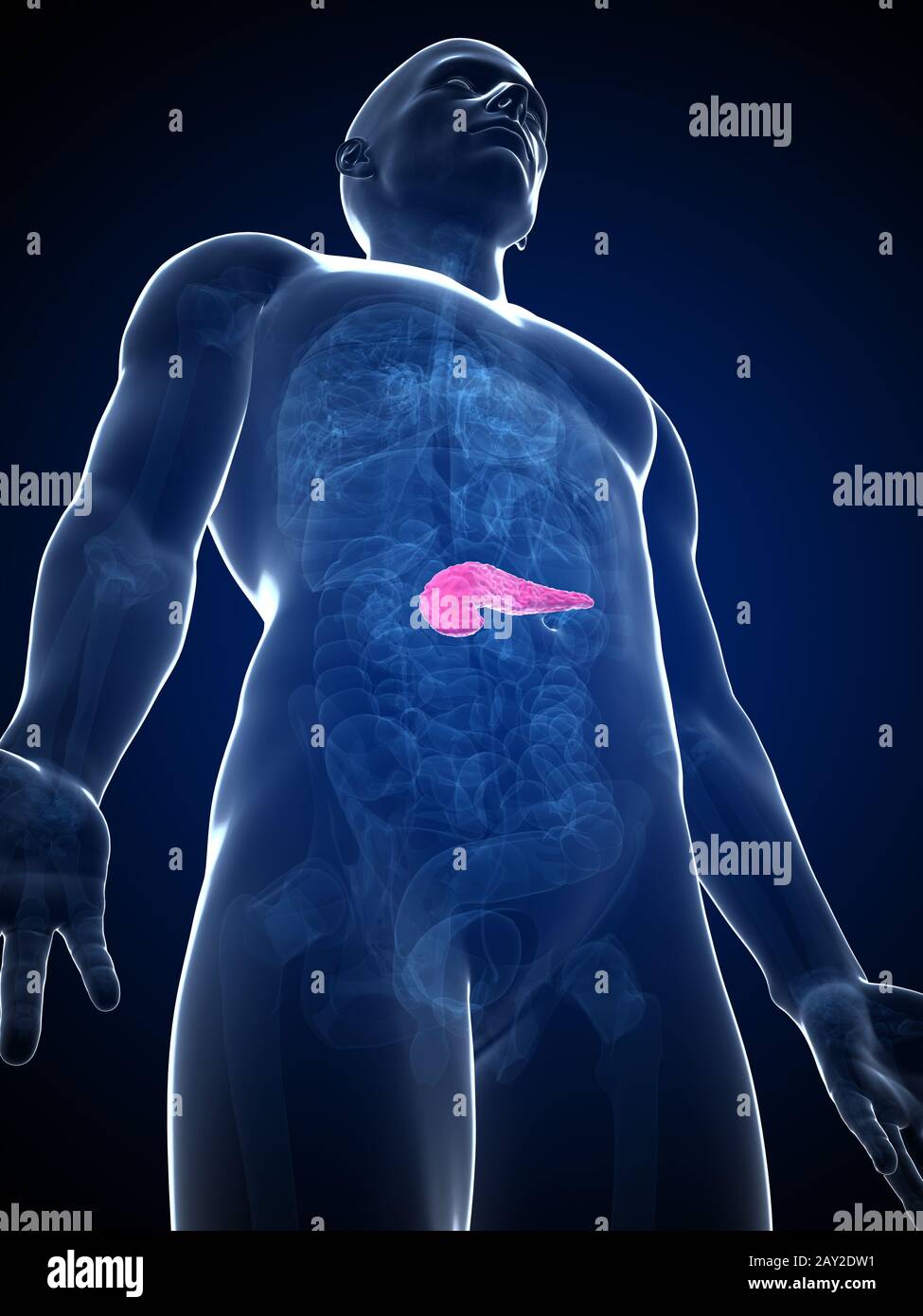 3d rendered illustration of the male pancreas Stock Photo - Alamy