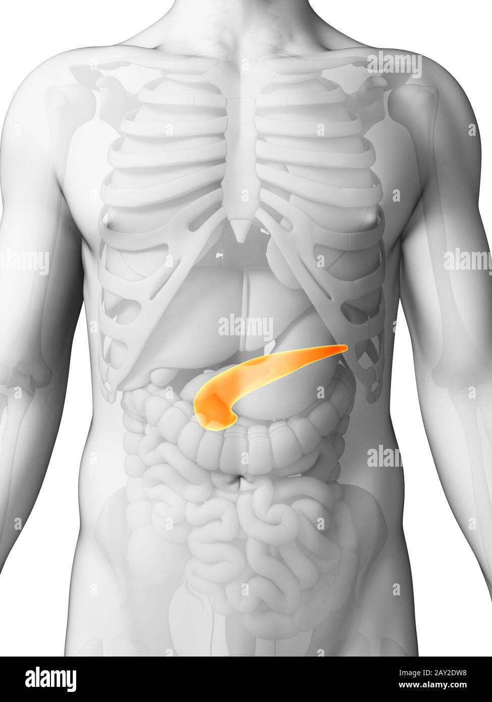 Pancreas Location