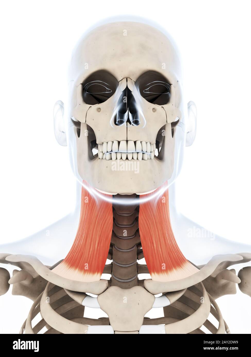 Platysma hi-res stock photography and images - Alamy