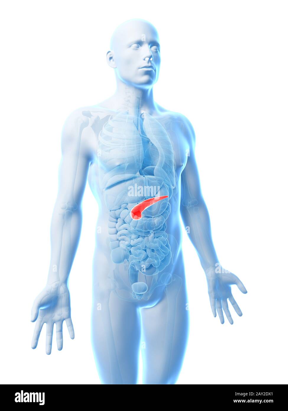 Human pancreas hi-res stock photography and images - Alamy