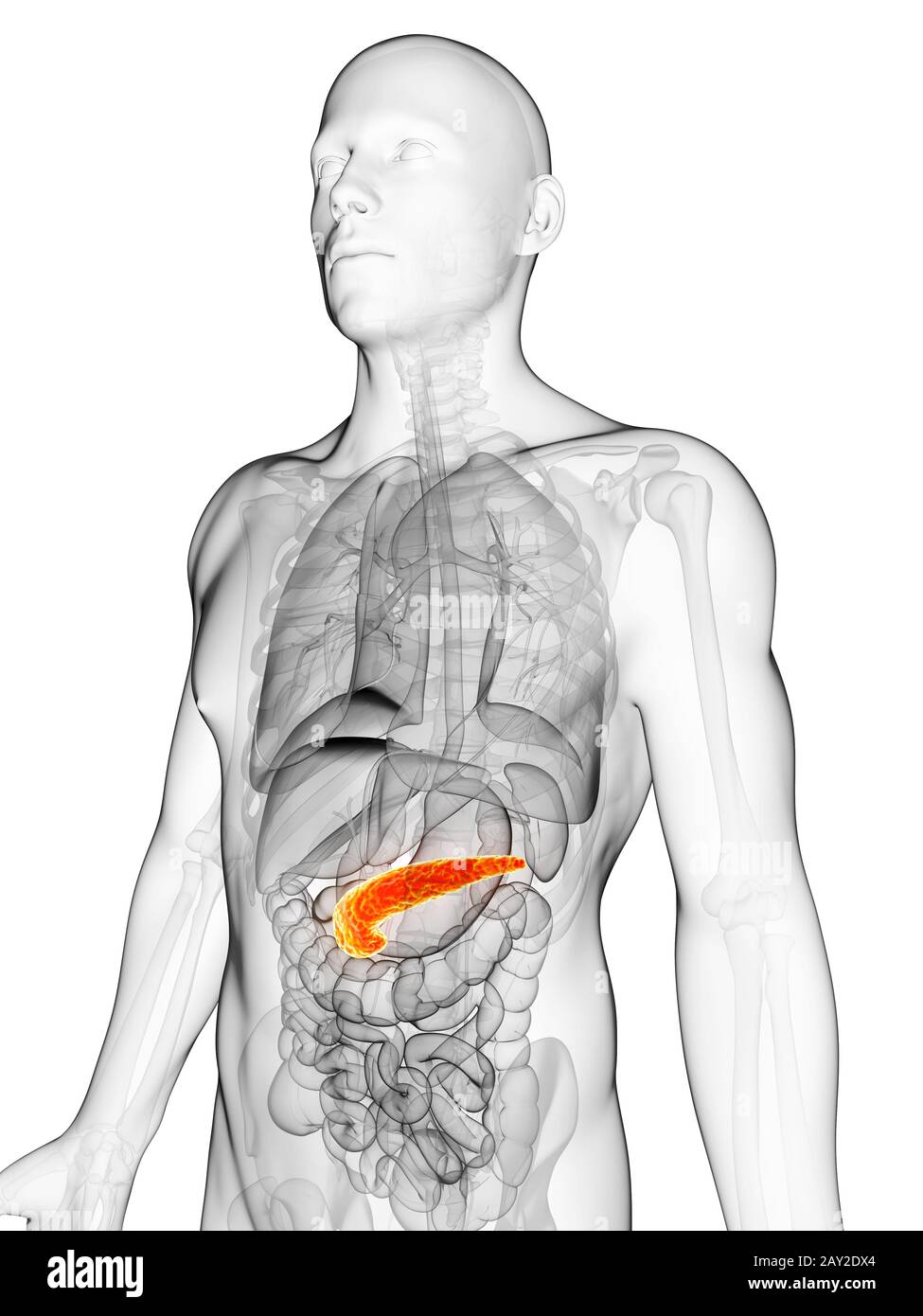 3d rendered illustration of the male pancreas Stock Photo - Alamy