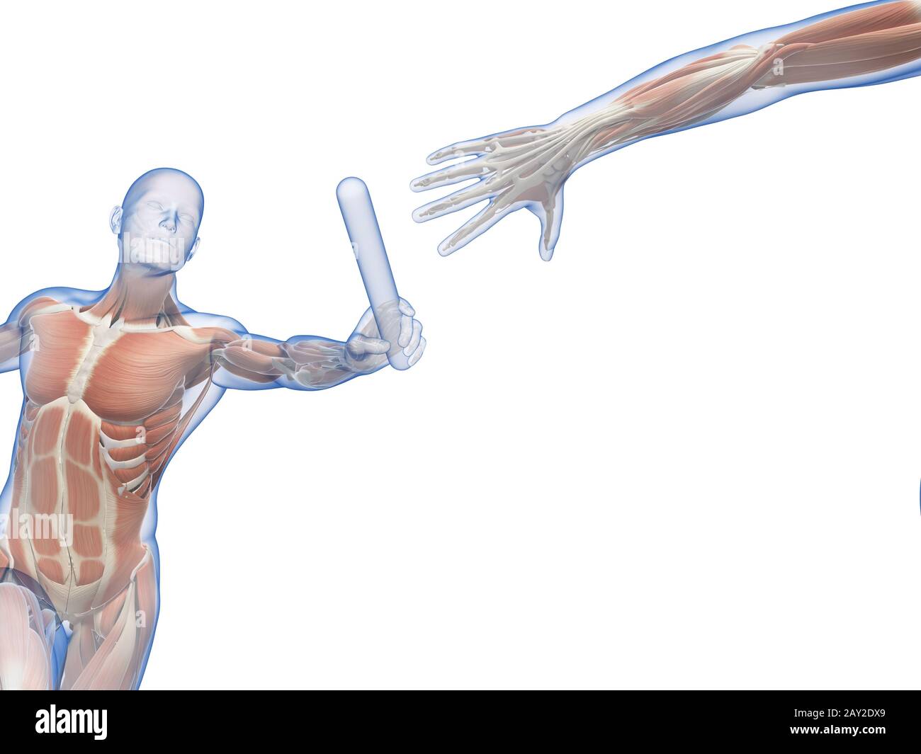 relay - visible muscles Stock Photo - Alamy