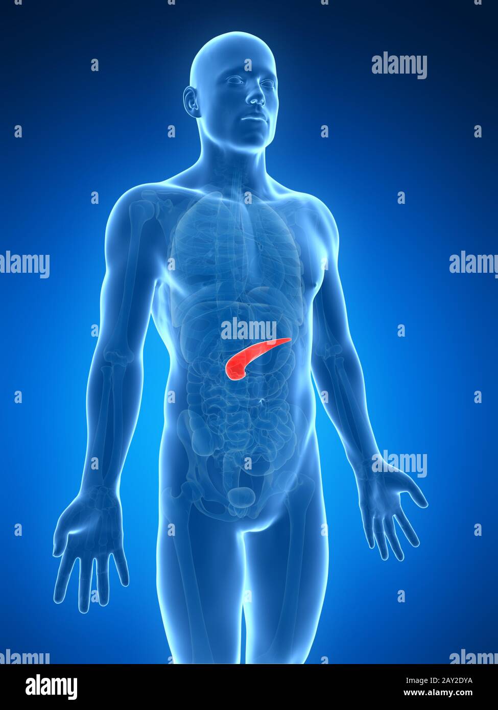 3d rendered illustration of the human pancreas Stock Photo - Alamy