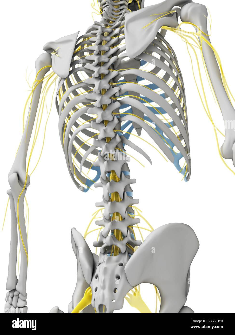 3d rendered illustration - nerves and skeleton Stock Photo - Alamy