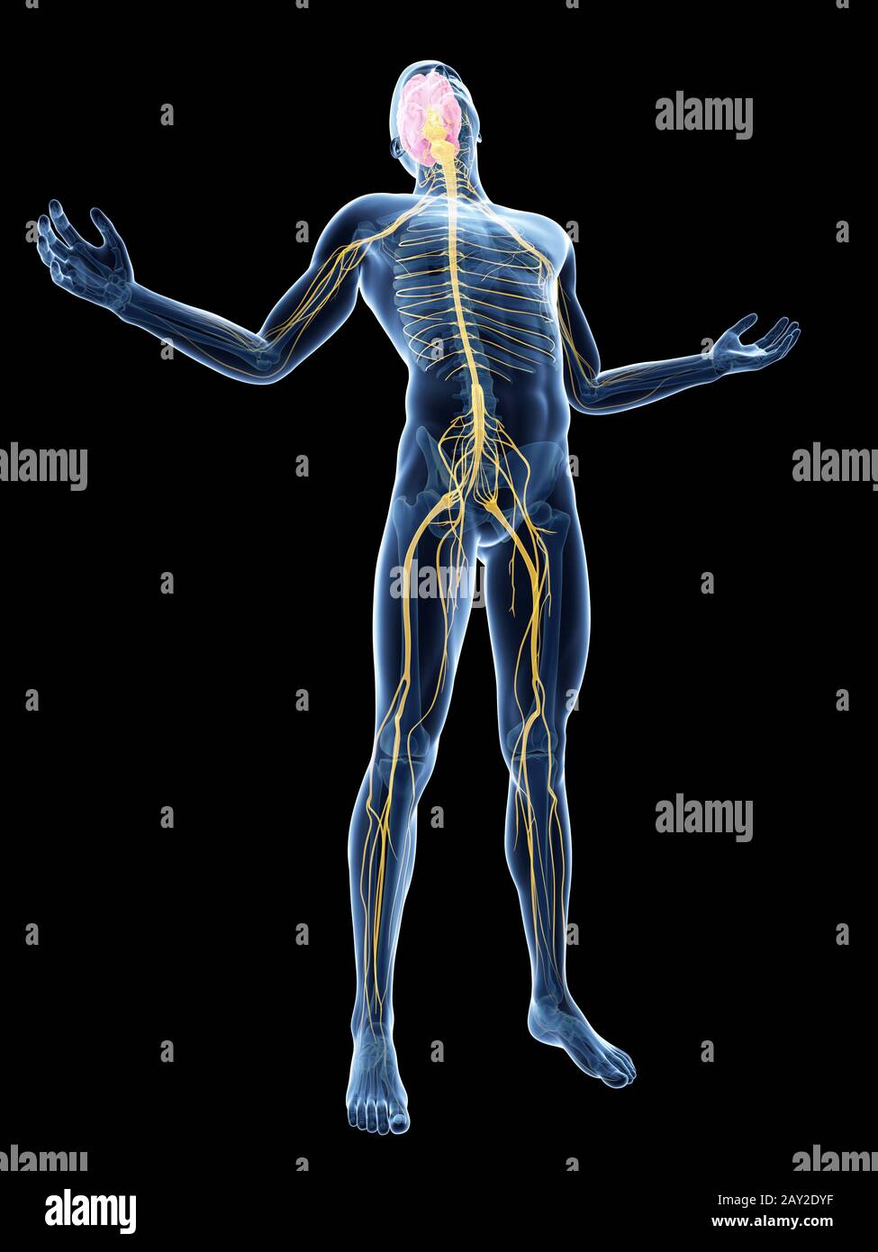 male posing - visible brain and nerves Stock Photo - Alamy