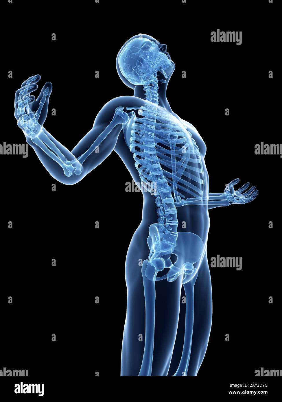 male posing - visible skeleton Stock Photo - Alamy