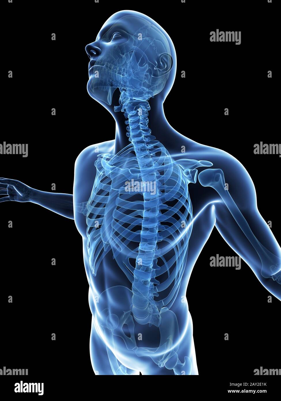 male posing - visible skeleton Stock Photo - Alamy