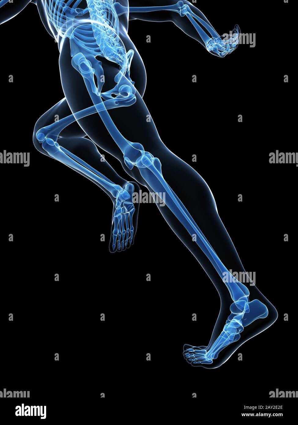 3d rendered illustration - runner anatomy Stock Photo - Alamy