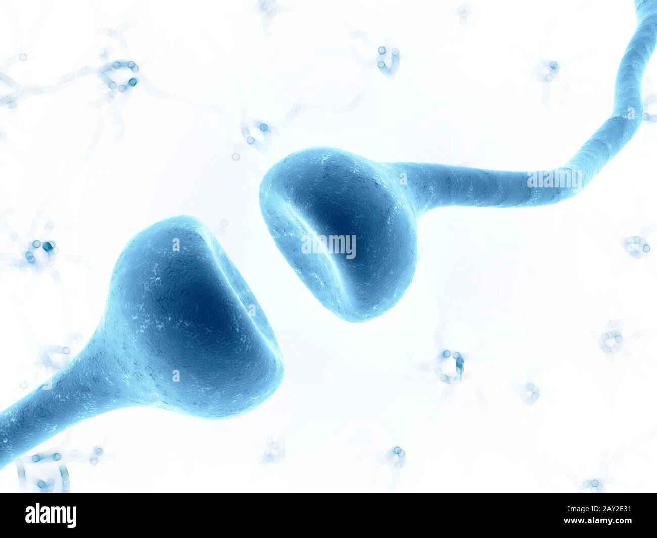 3d rendered illustration of a human receptor Stock Photo - Alamy
