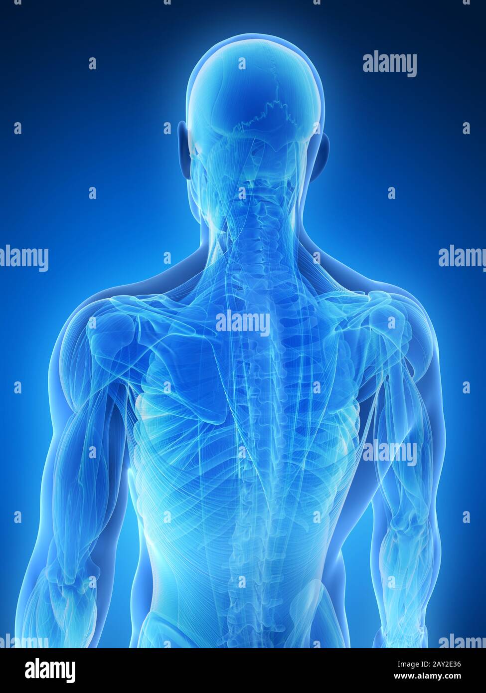 Male muscles anatomy hi-res stock photography and images - Alamy