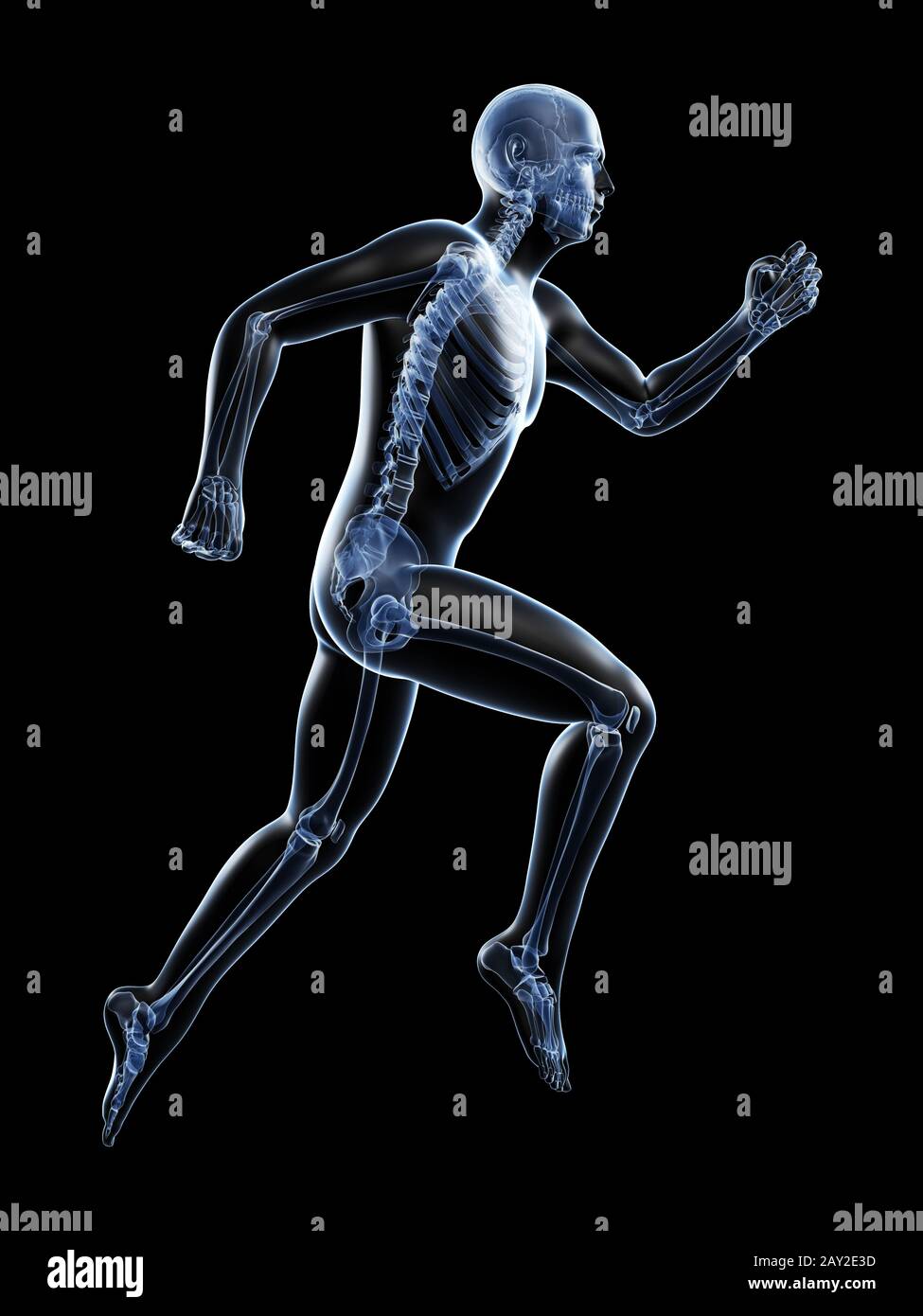 Human Anatomy Of A Runner High Resolution Stock Photography and Images ...