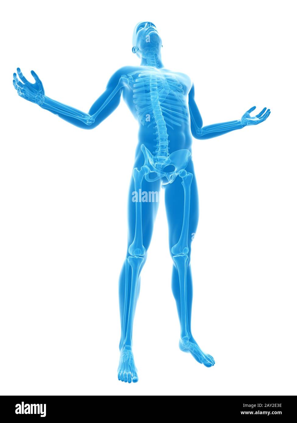 male posing - visible skeleton Stock Photo - Alamy