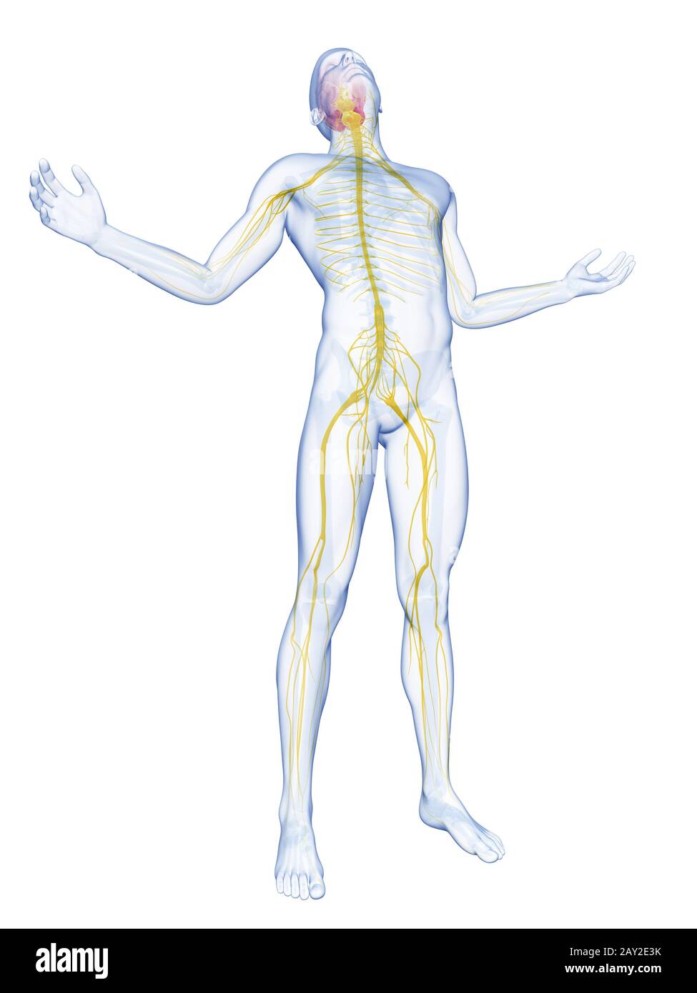 male posing - visible brain and nerves Stock Photo - Alamy