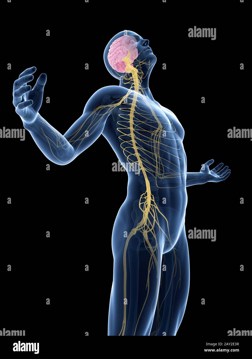male posing - visible brain and nerves Stock Photo - Alamy