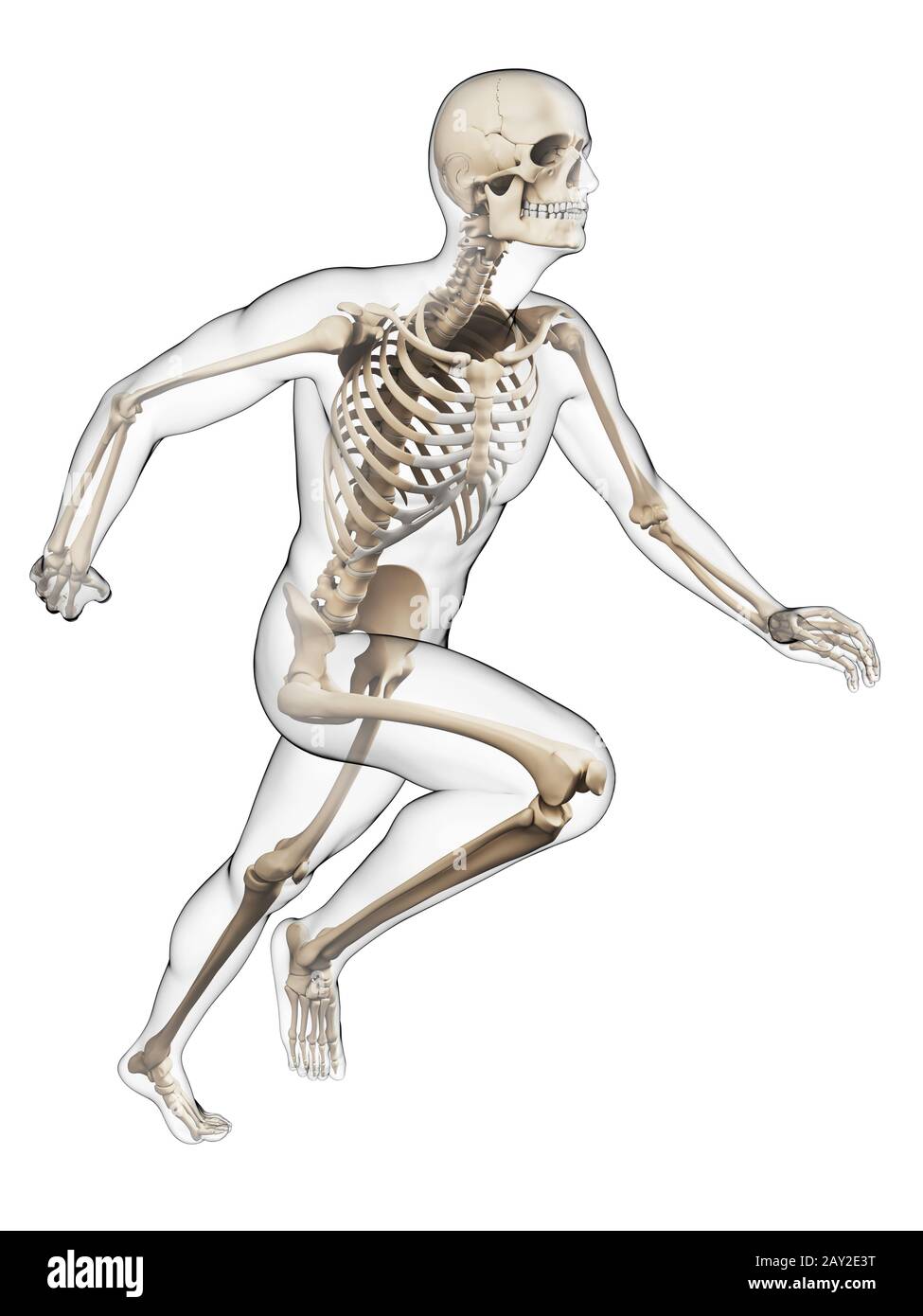 3d rendered illustration - runner anatomy Stock Photo - Alamy