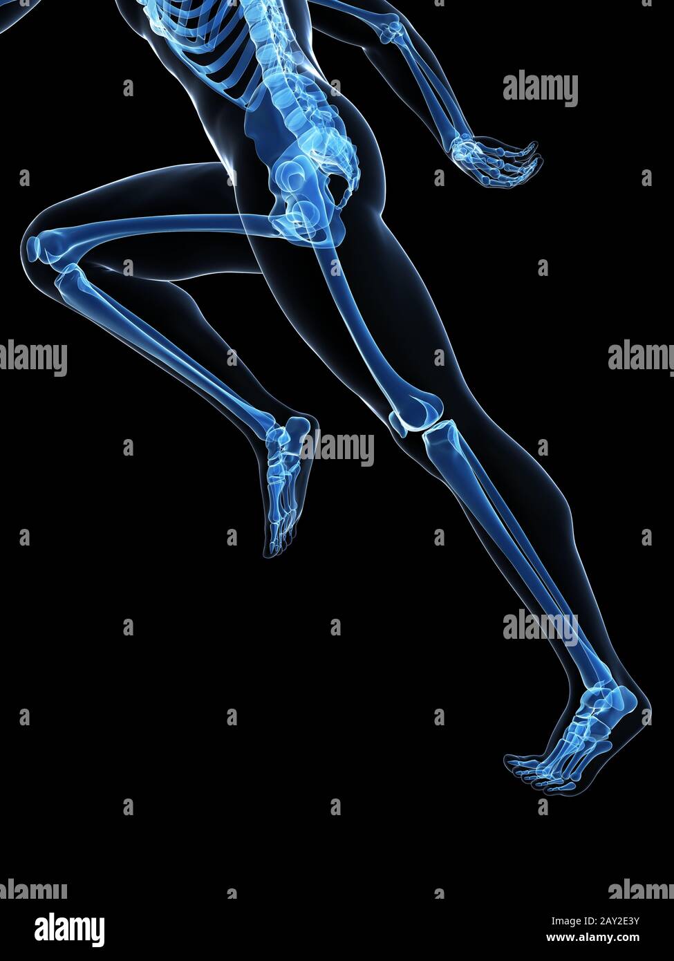 3d rendered illustration - runner anatomy Stock Photo - Alamy