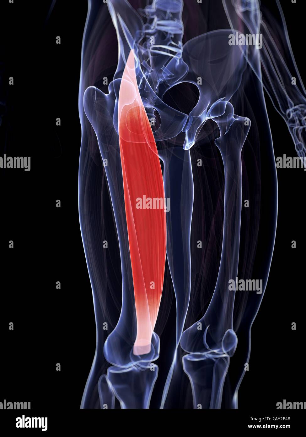 Rectus femoris muscle hi-res stock photography and images - Alamy