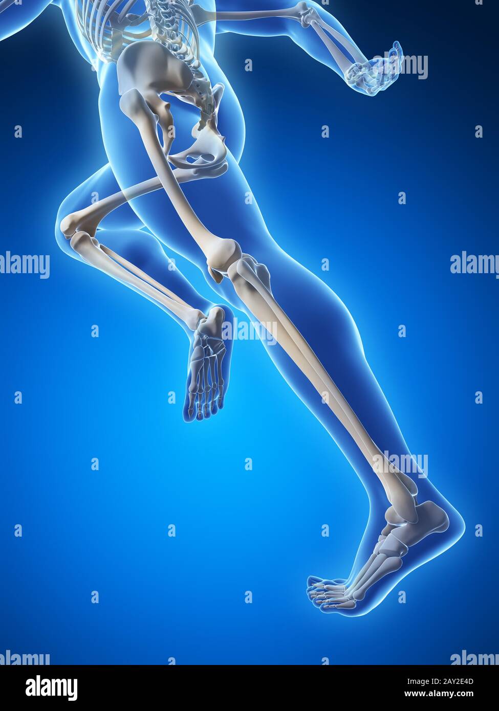 3d rendered illustration - runner anatomy Stock Photo - Alamy