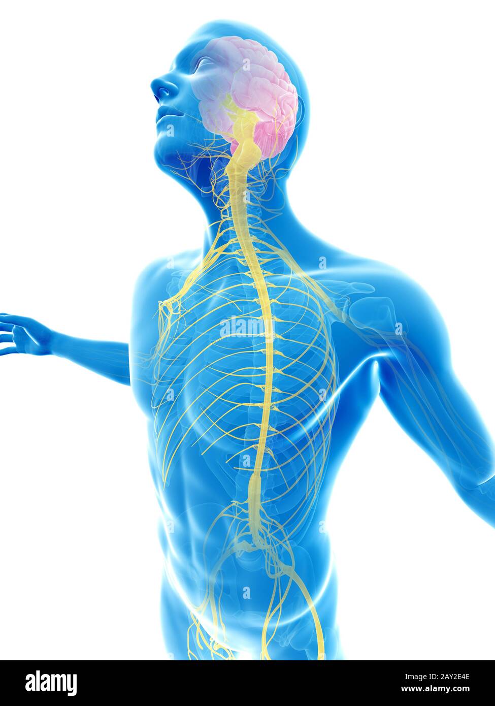 male posing - visible brain and nerves Stock Photo - Alamy