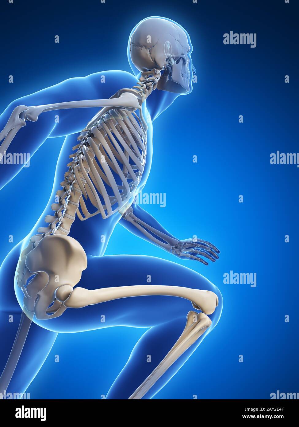 3d rendered illustration - runner anatomy Stock Photo - Alamy