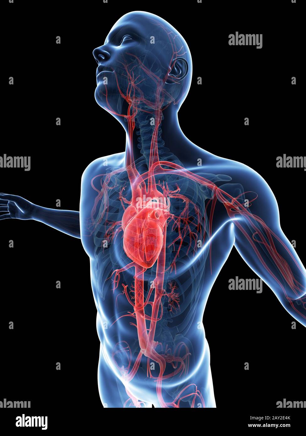 male posing - visible vascular system Stock Photo - Alamy