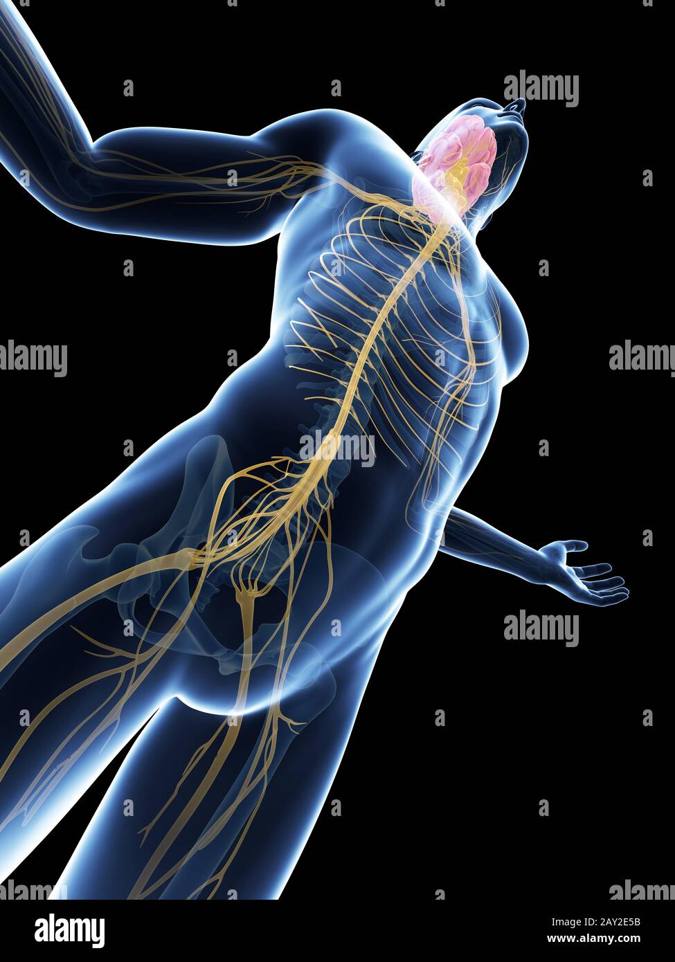 male posing - visible brain and nerves Stock Photo - Alamy