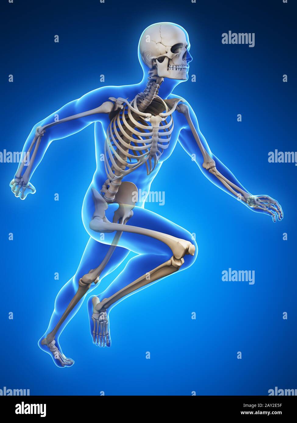 3d rendered illustration - runner anatomy Stock Photo - Alamy