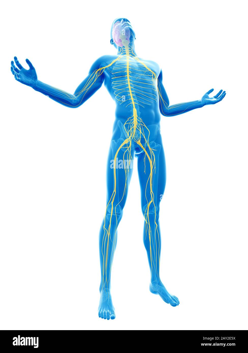 male posing - visible brain and nerves Stock Photo - Alamy