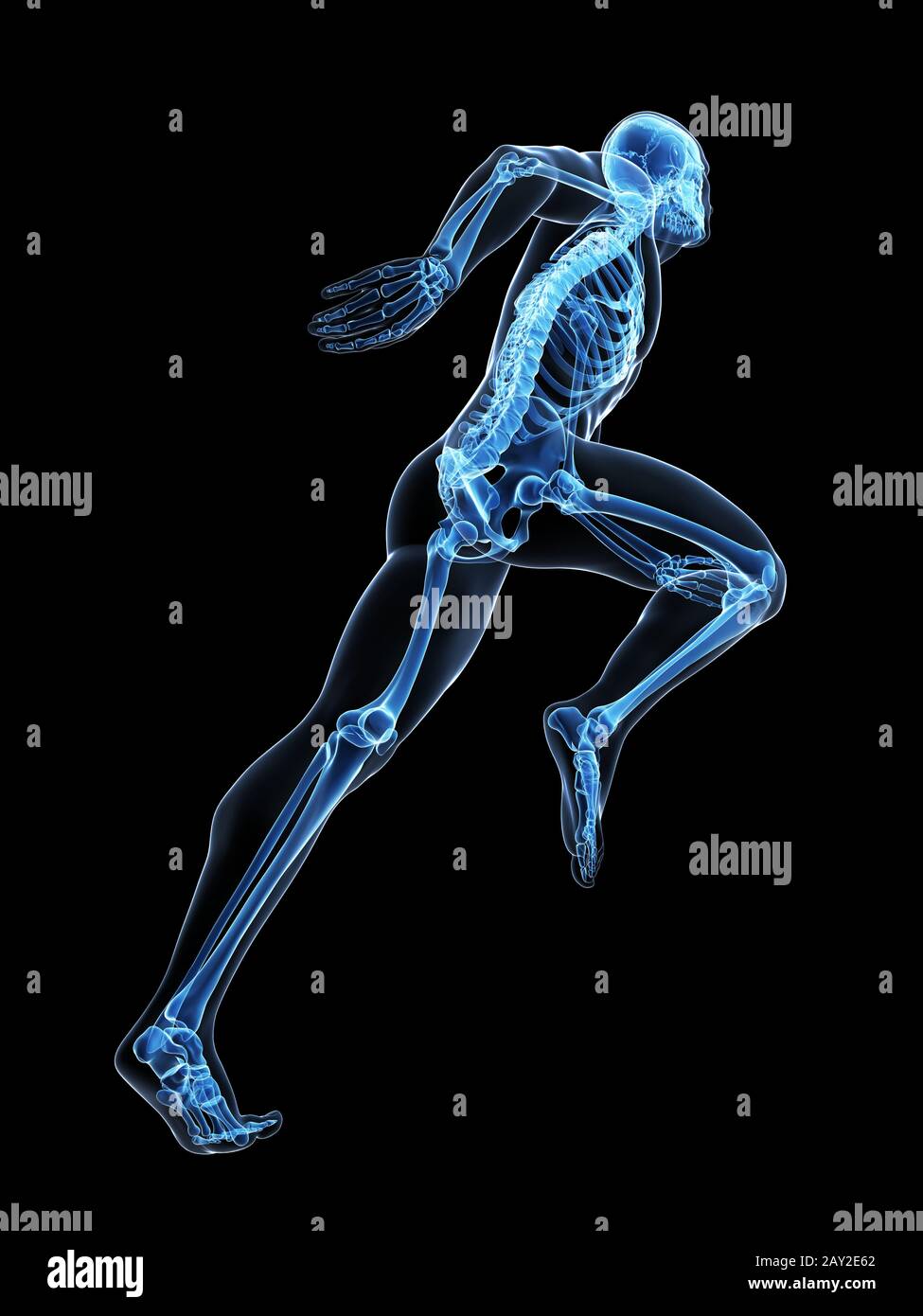 3d rendered illustration - runner anatomy Stock Photo - Alamy