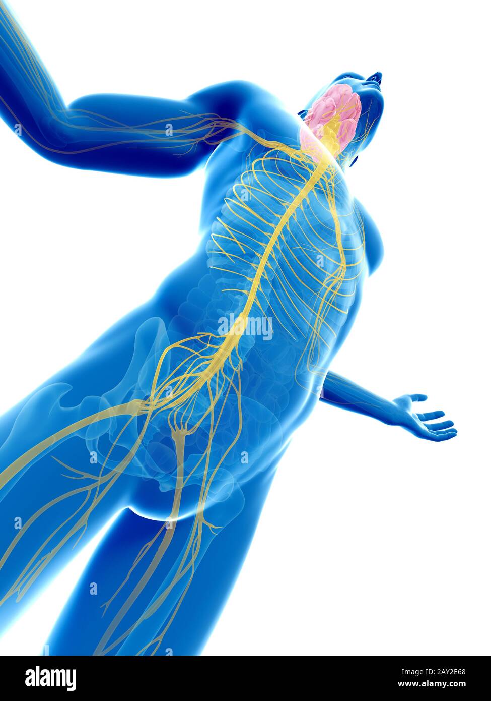 male posing - visible brain and nerves Stock Photo - Alamy