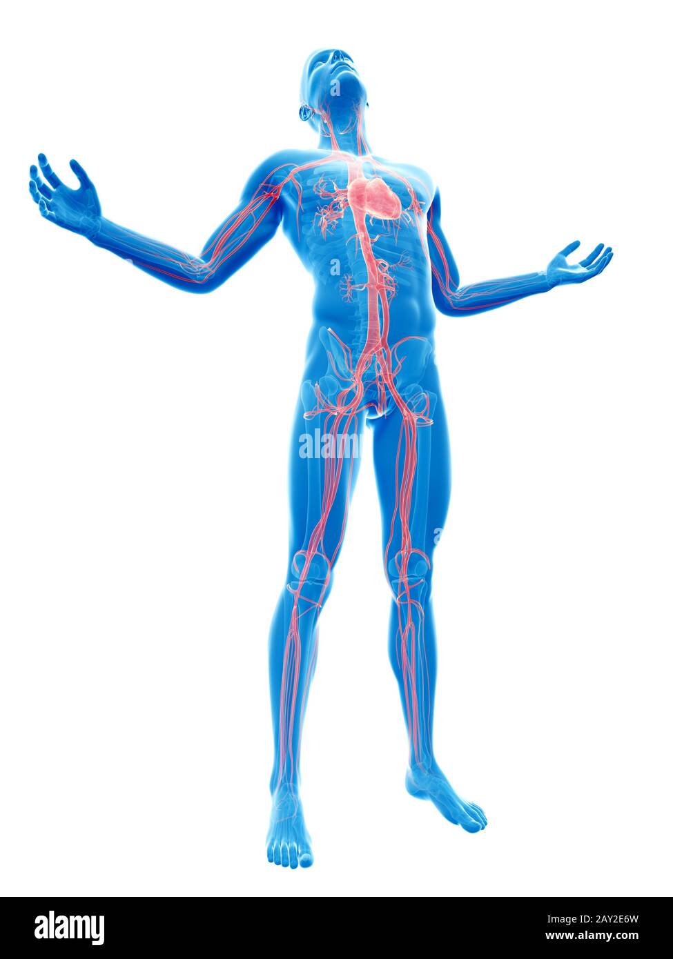 male posing - visible vascular system Stock Photo - Alamy