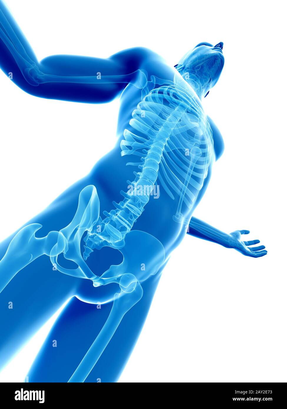 male posing - visible skeleton Stock Photo - Alamy