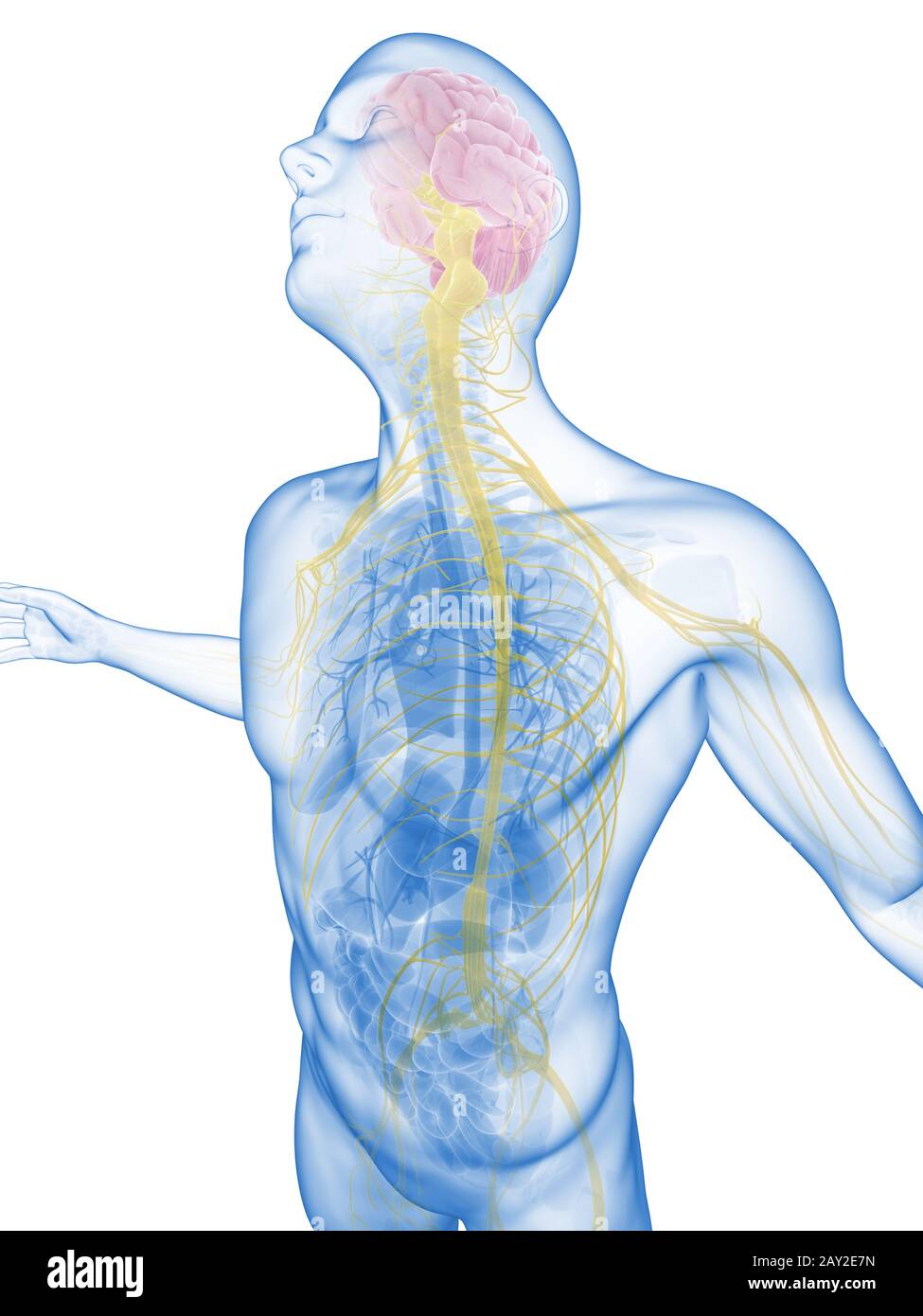 male posing - visible brain and nerves Stock Photo - Alamy