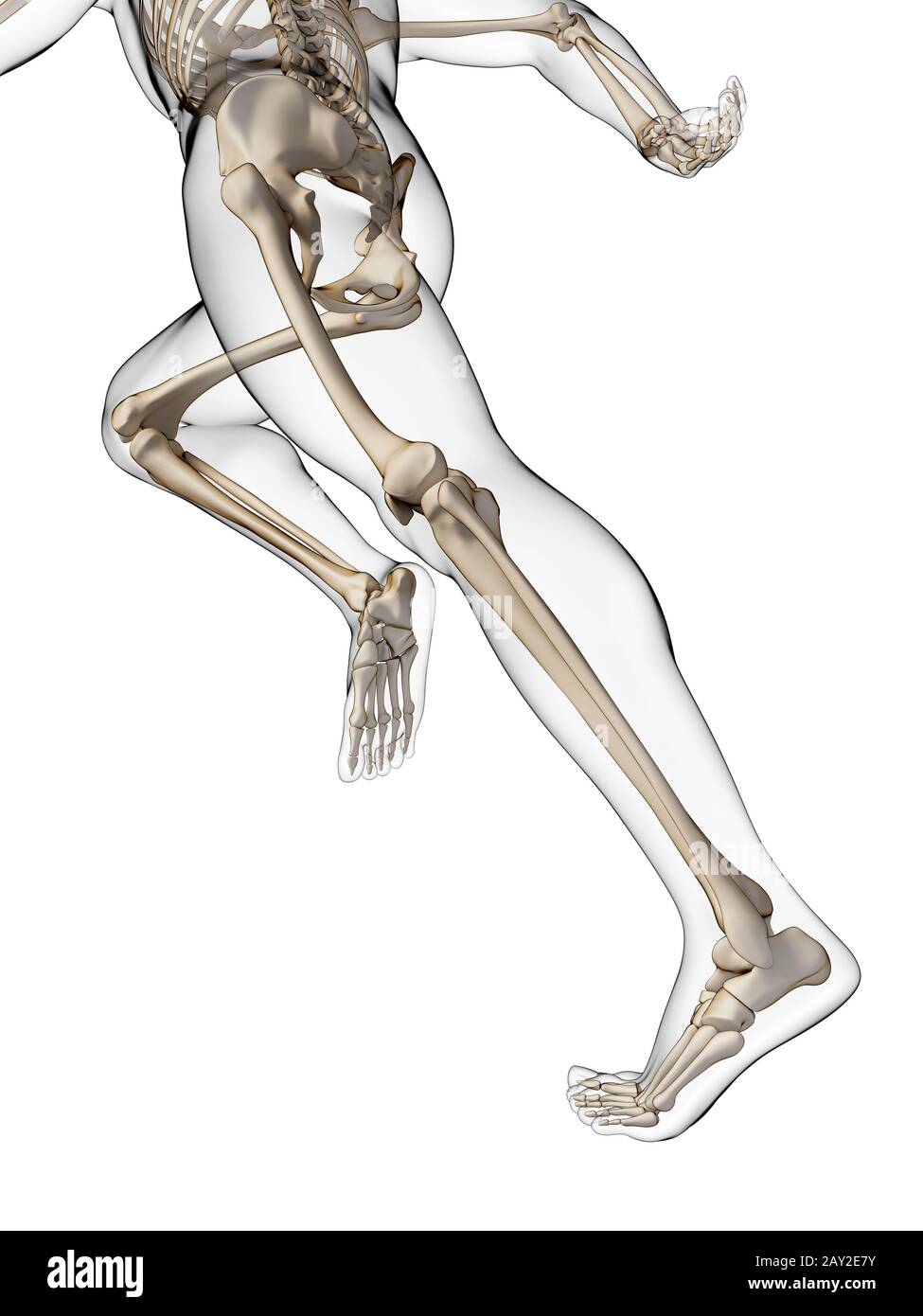 3d rendered illustration - runner anatomy Stock Photo - Alamy