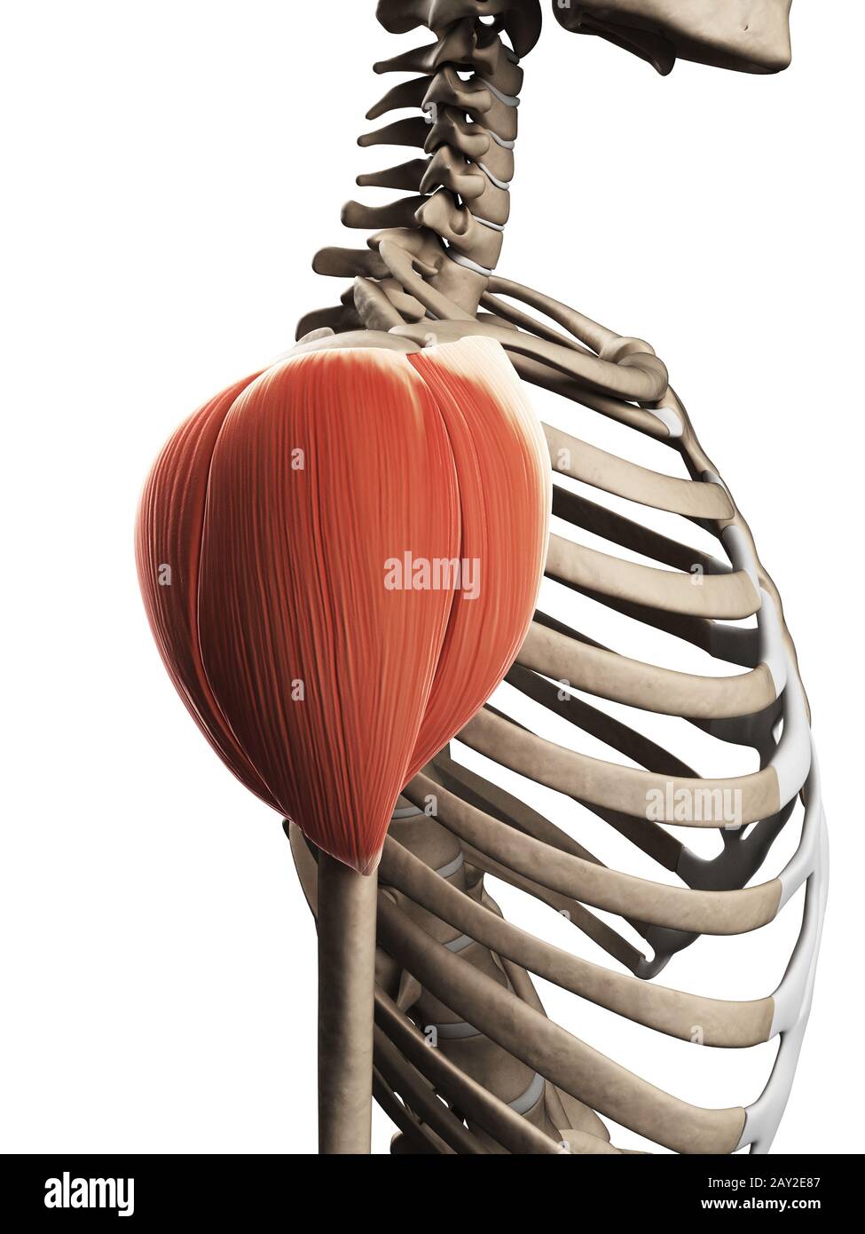 3d rendered illustration of the shoulder muscle Stock Photo - Alamy