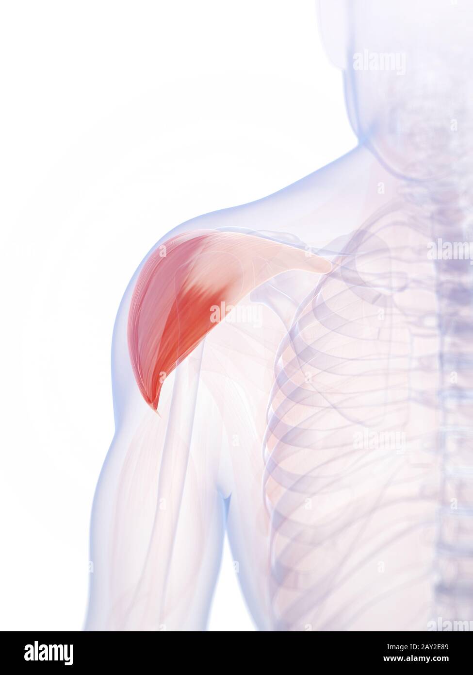 3d rendered illustration of the shoulder muscle Stock Photo - Alamy