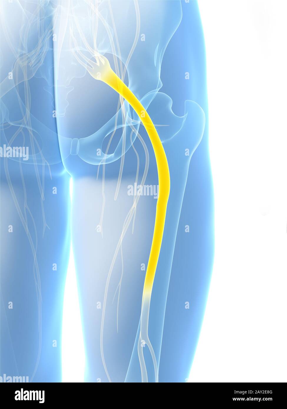Sciatic hi-res stock photography and images - Alamy