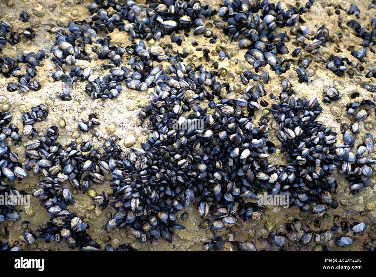 Mussels and limpet on rock hi-res stock photography and images - Alamy
